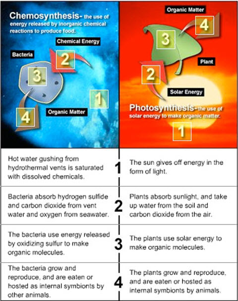 Photosynthesis and Chemosynthesis Worksheet